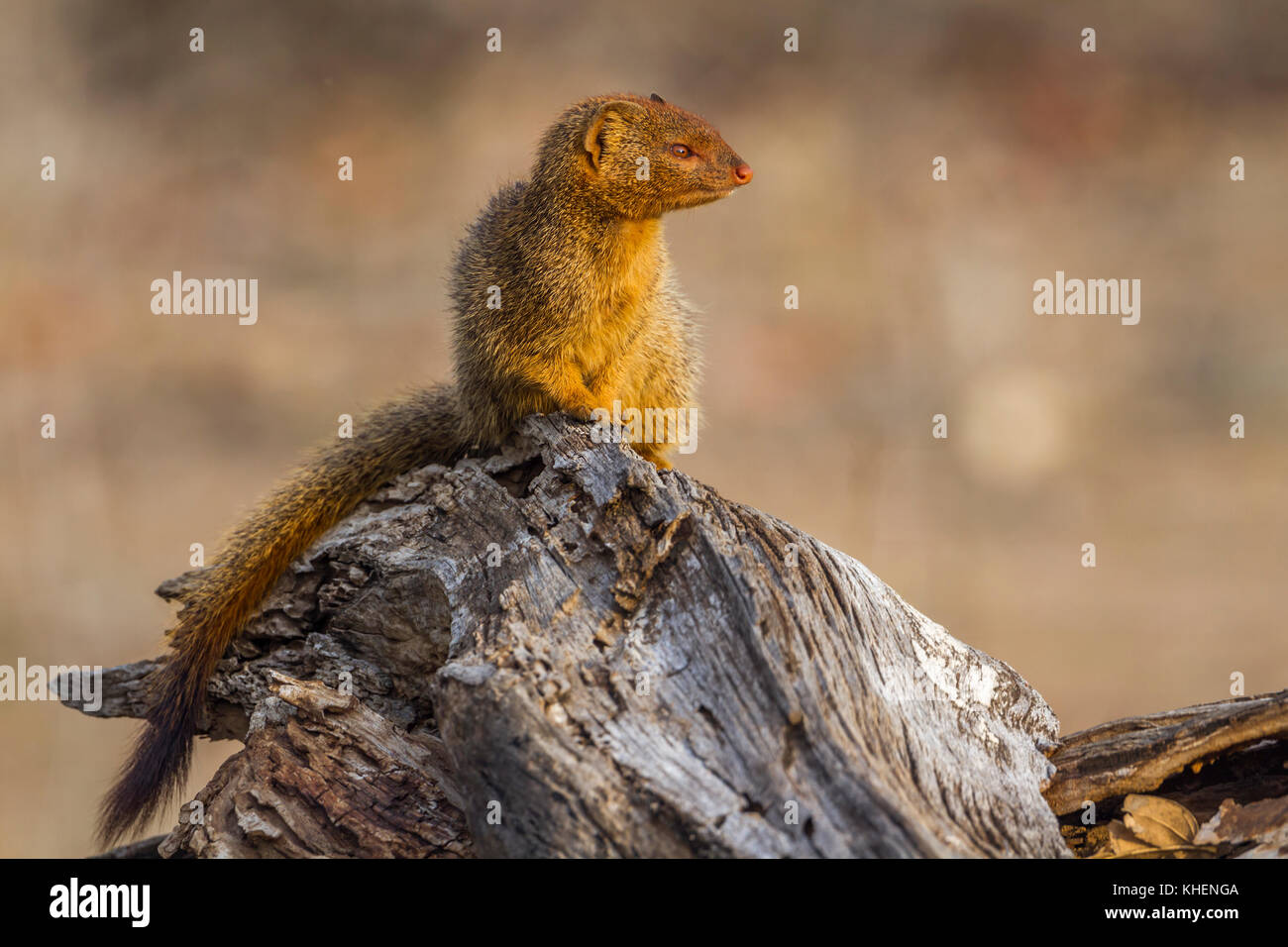 Slender mongoose in Kruger national park, South Africa ; Specie ...