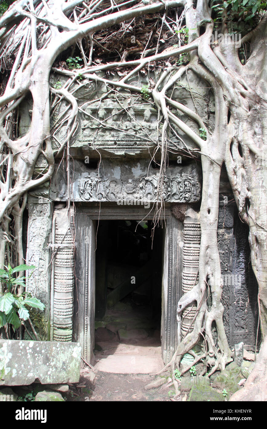 Door of Ta Prom temple and roots, Angkor, Cambodia Stock Photo - Alamy