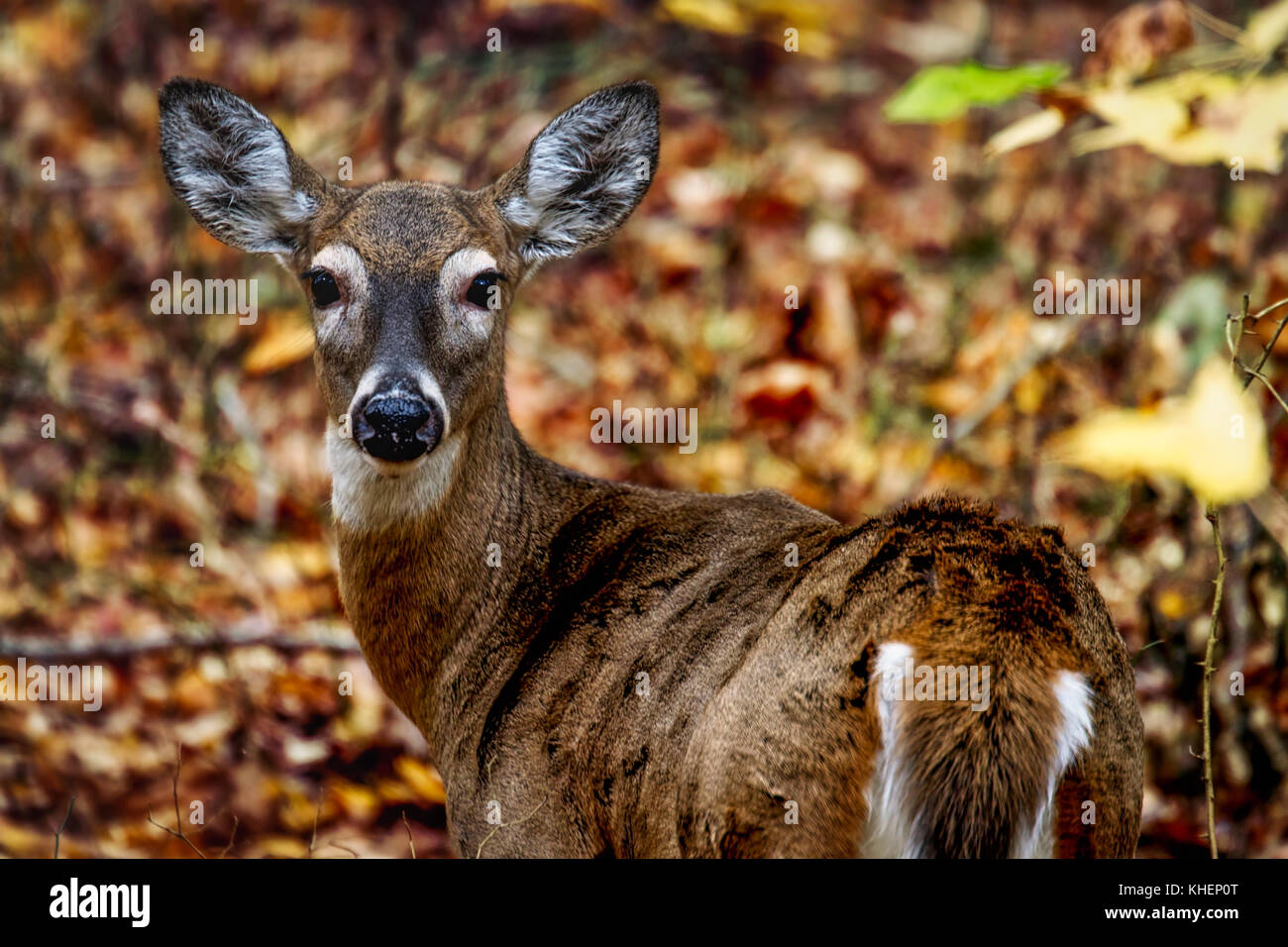 A deer in the autumn shade of a Virginia woods near Mason Neck Stock ...