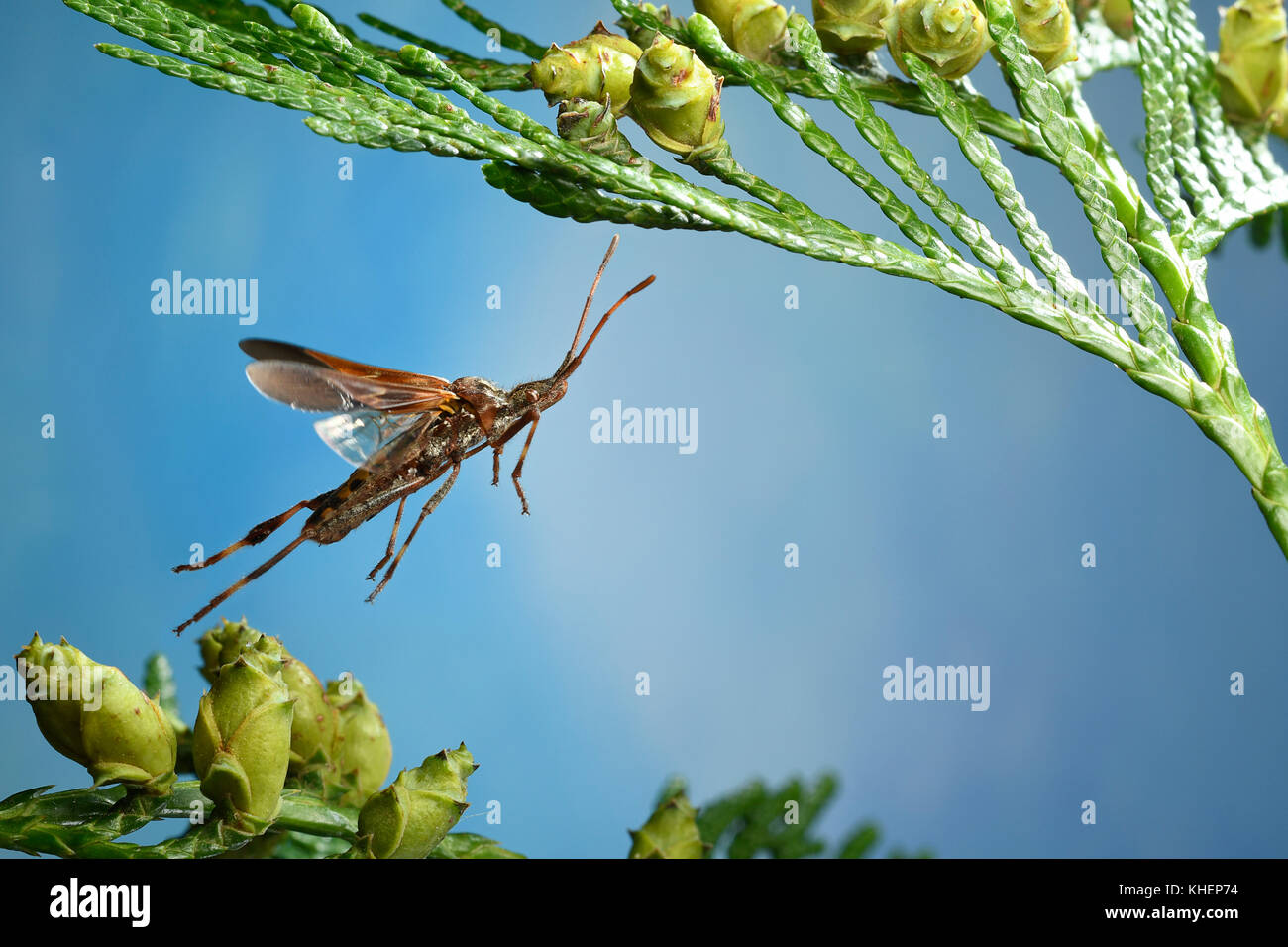 Western conifer seed bug (Leptoglossus occidentalis), in flight ...