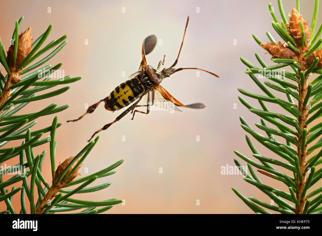 Western conifer seed bug (Leptoglossus occidentalis), in flight ...