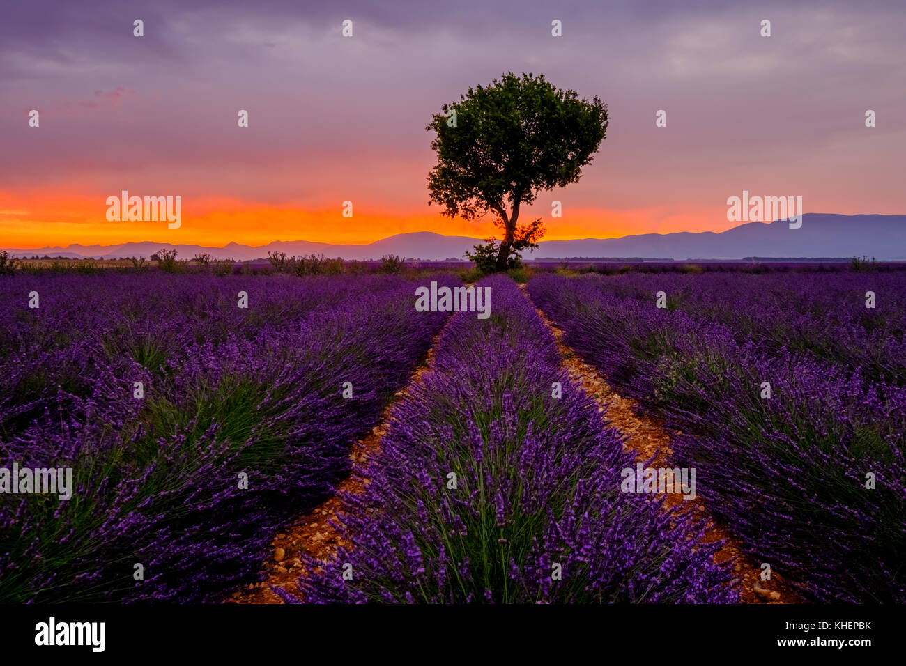 Tree in lavender field at sunset Stock Photo - Alamy