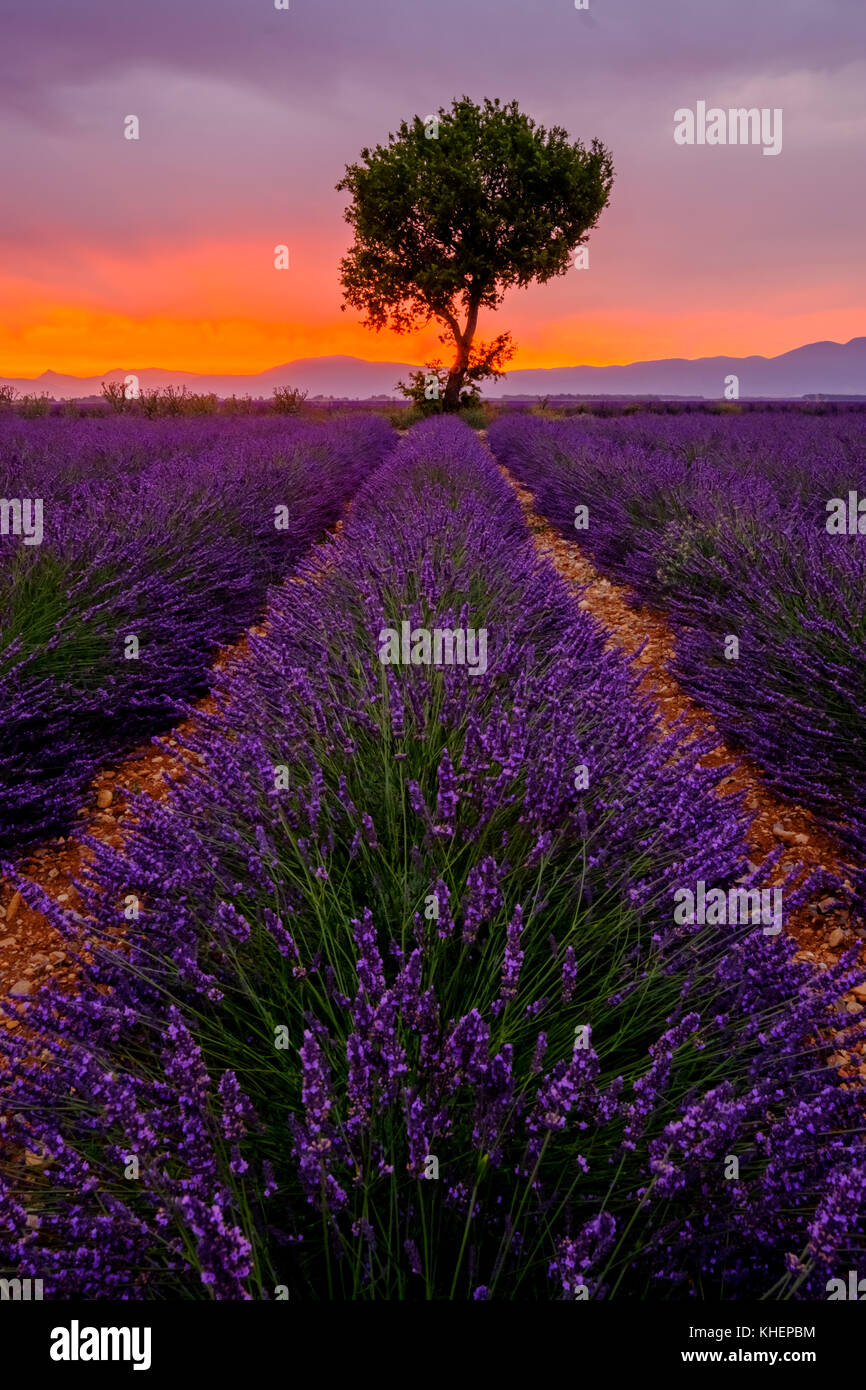 Tree in lavender field at sunset Stock Photo - Alamy