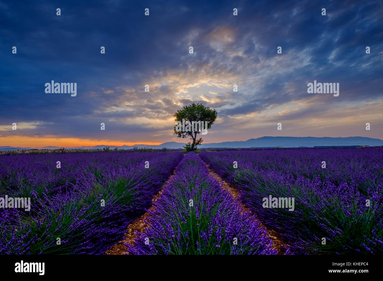 Tree in lavender field at sunset Stock Photo - Alamy
