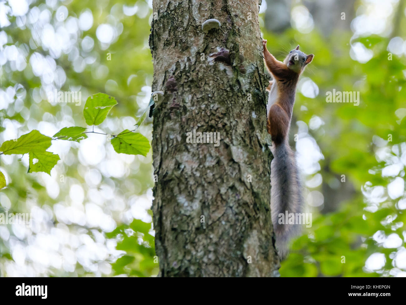 Squirrel sitting on a tree Stock Photo - Alamy
