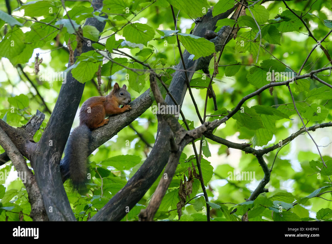 Squirrel sitting on a tree Stock Photo - Alamy