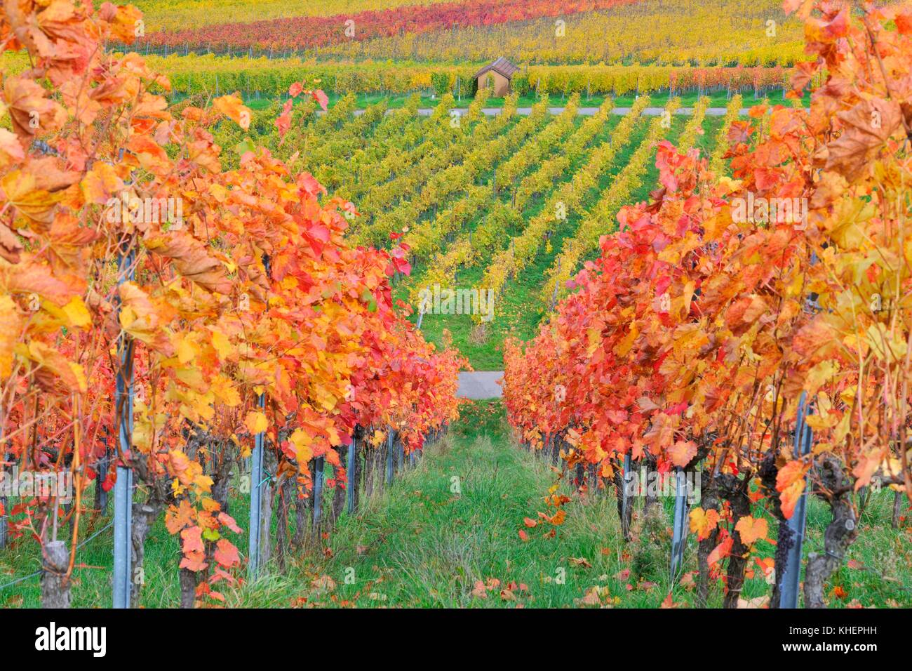 Weinstadt hi-res stock photography and images - Alamy