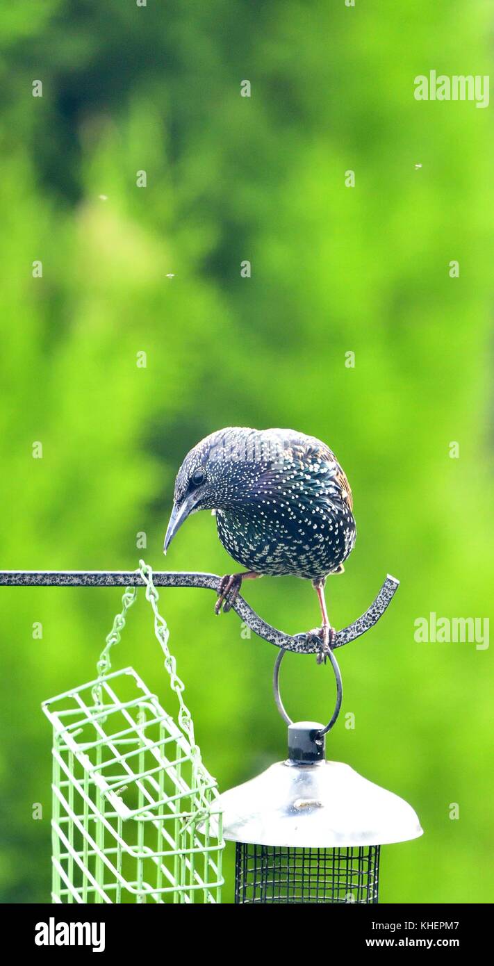 A starling feeds on a gardem feeder Stock Photo - Alamy