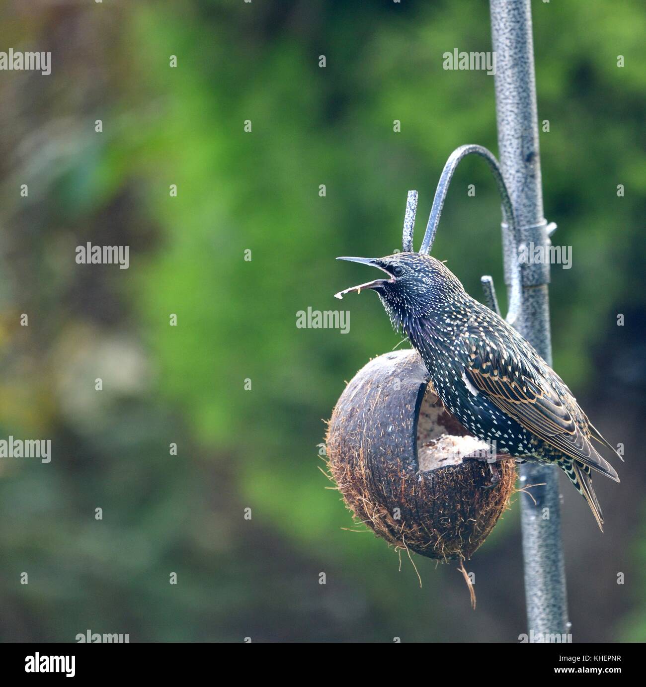 A starling feeds on a gardem feeder Stock Photo - Alamy