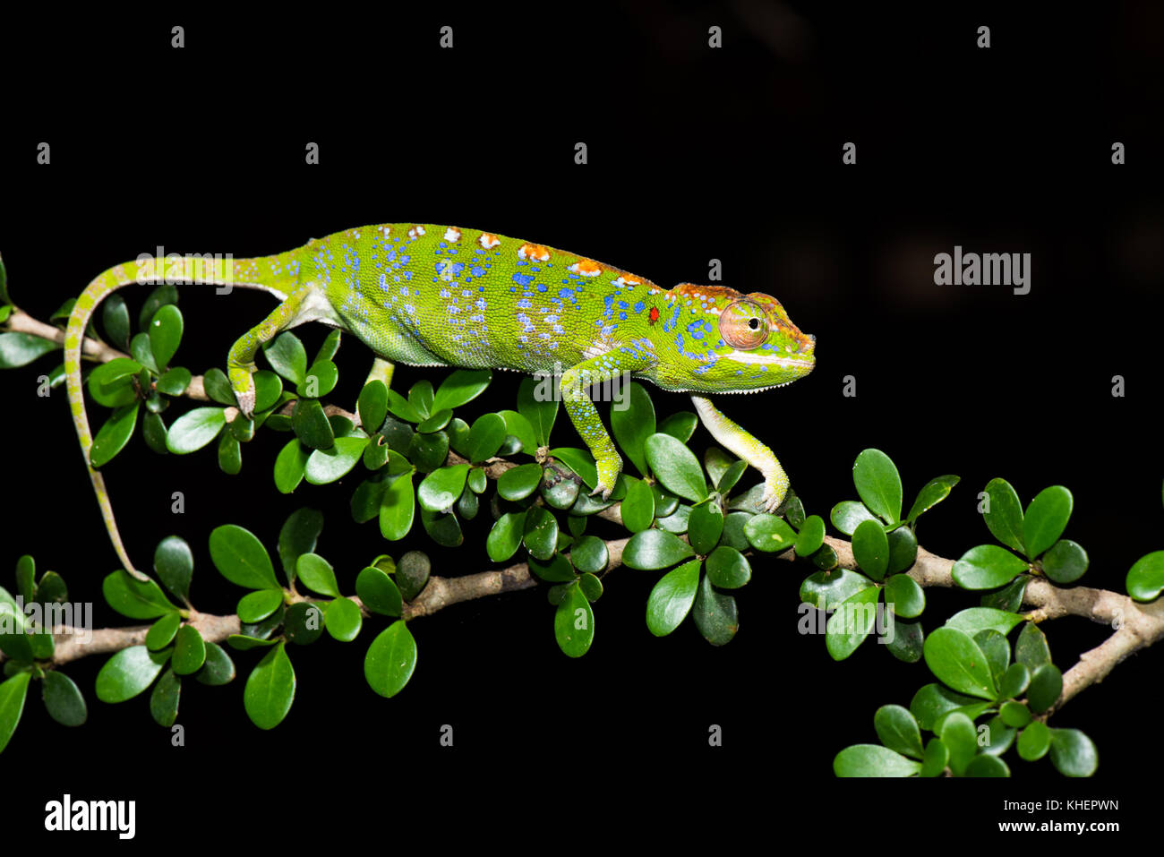 Labord's chameleon (Furcifer labordi), Female, Kirindy National Park ...