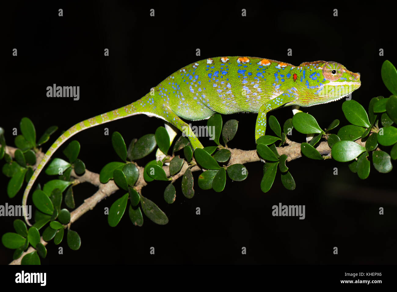 Labord's chameleon (Furcifer labordi), Female, Kirindy National Park ...
