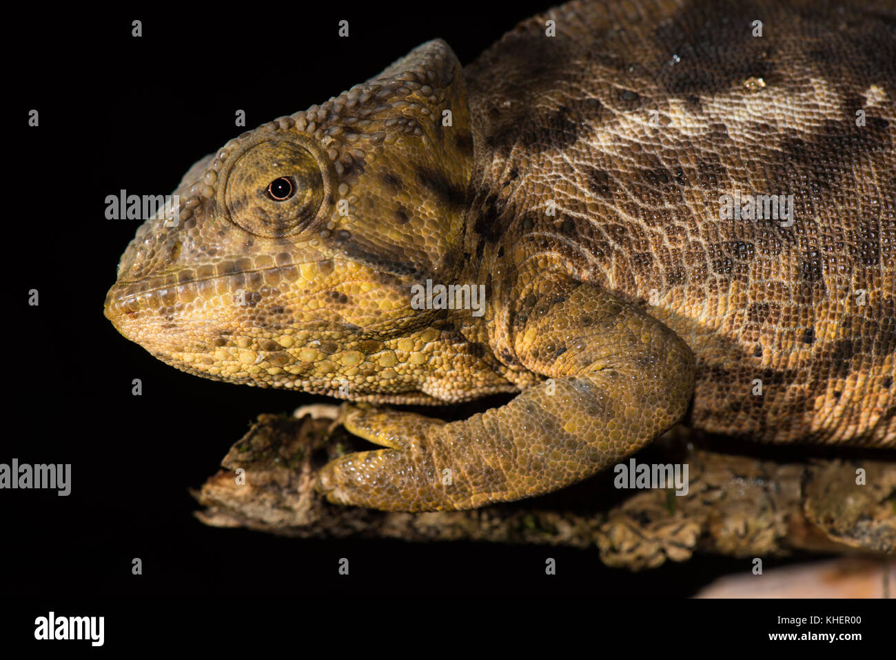 Female chameleon (Calumma ambreense), Amber Mountain National Park ...