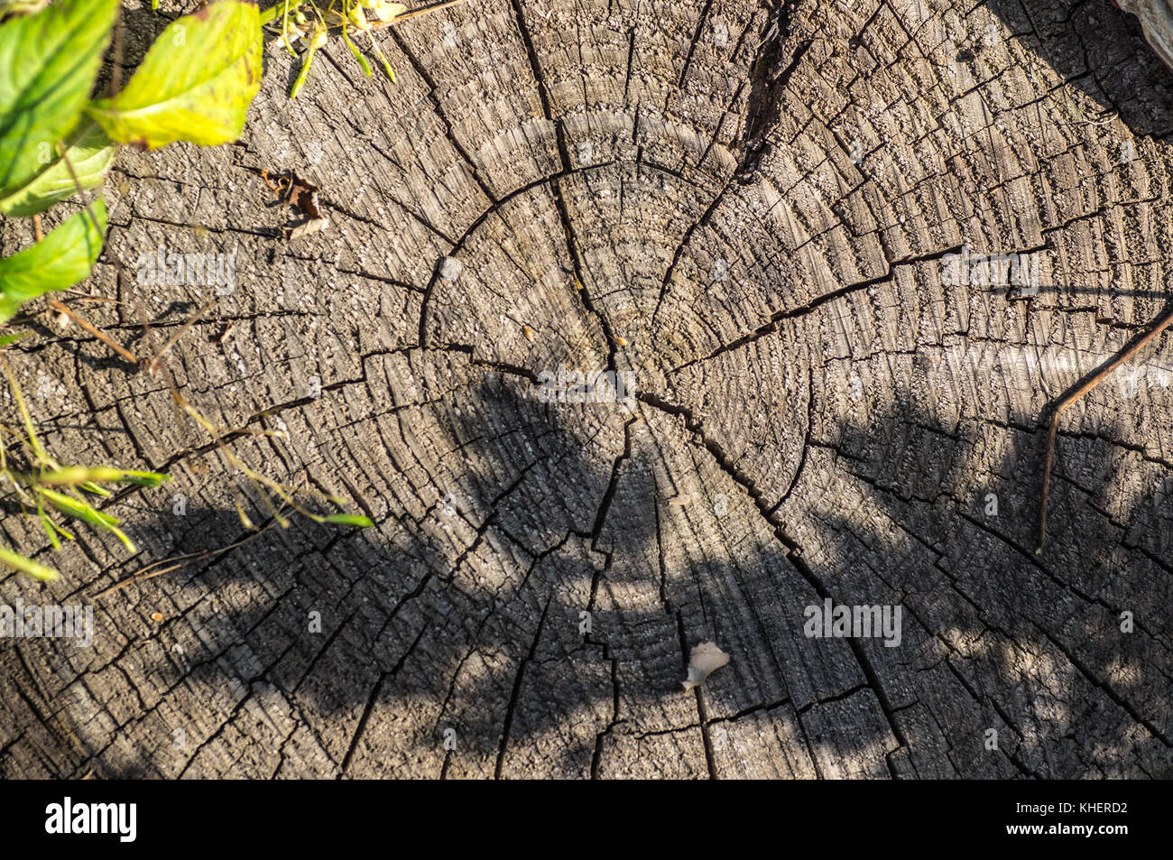 Cross section of tree trunk showing growth rings, macro shot, close up ...