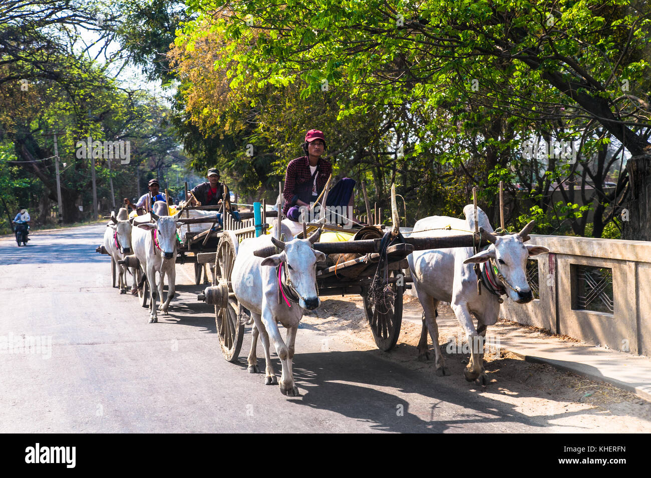 Cows pulling cart hi-res stock photography and images - Alamy