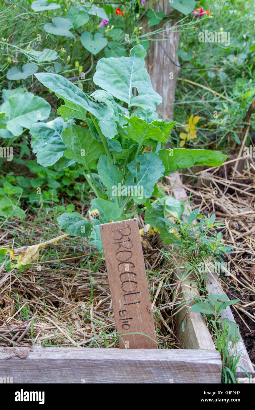 Growing broccoli hi-res stock photography and images - Alamy