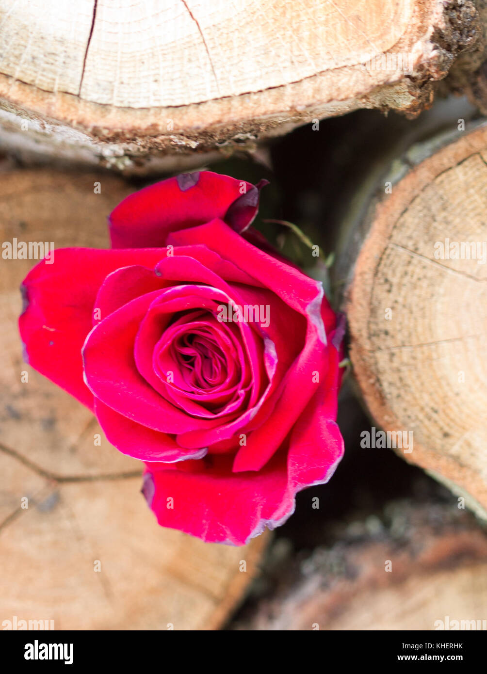 Rose wood texture hi-res stock photography and images - Alamy