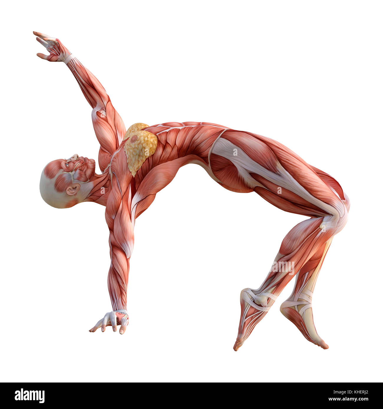 3D rendering of a female figure with muscle maps isolated on white ...