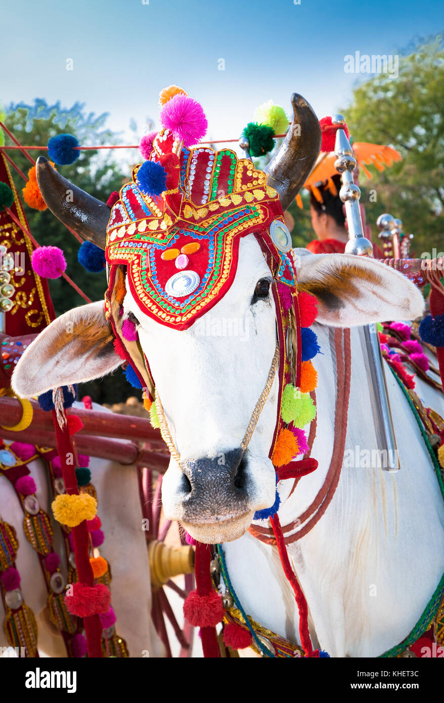 Decorated buffalo, who participated in the Shinbyu ceremony of ...