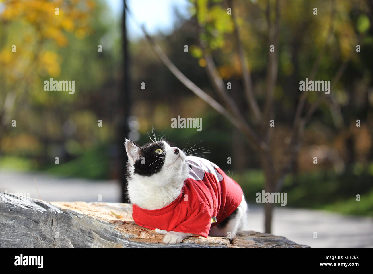 Beijin, Beijin, China. 17th Nov, 2017. Beijing, CHINA-17th November ...