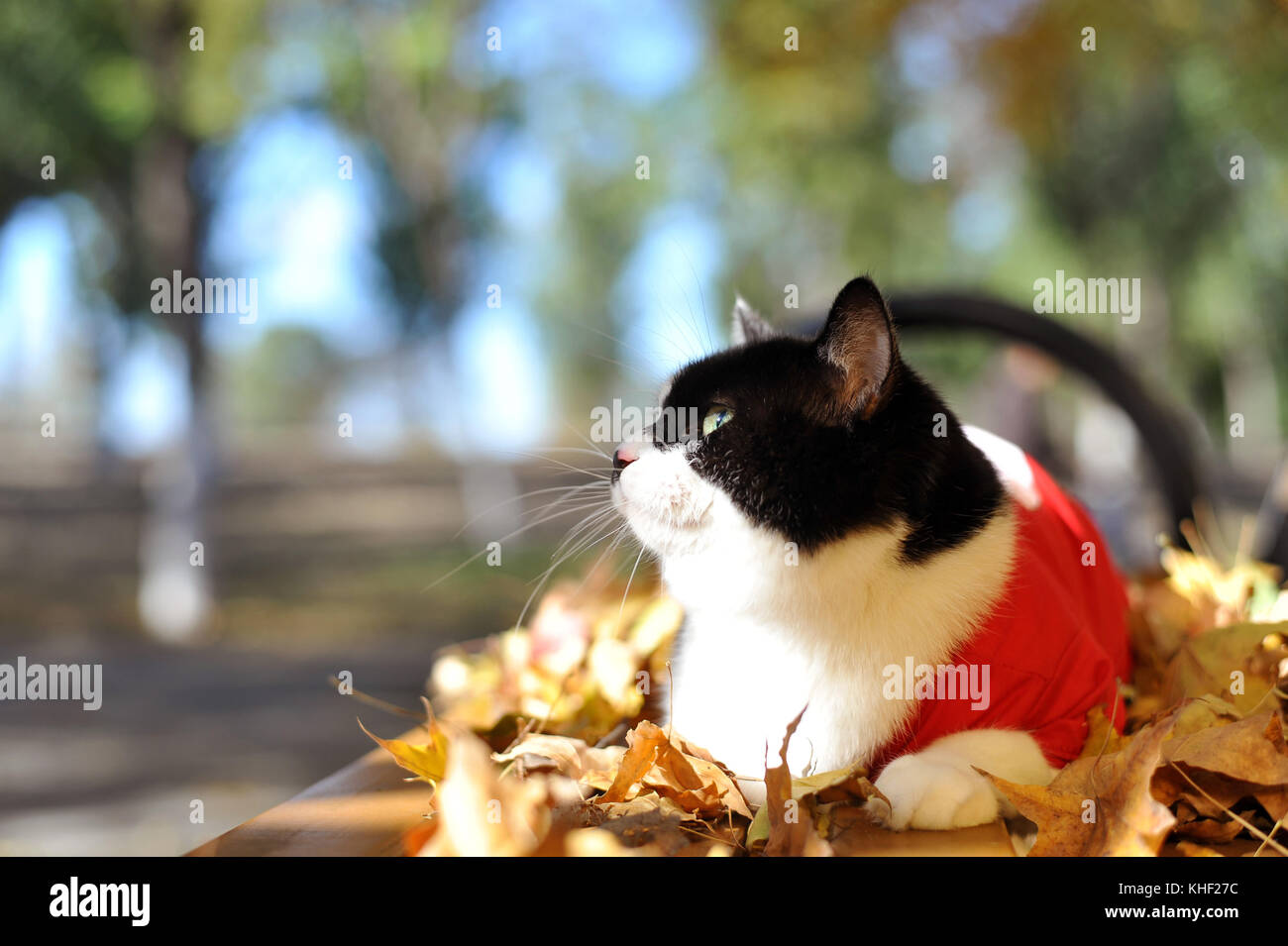 Beijin, Beijin, China. 17th Nov, 2017. Beijing, CHINA-17th November ...