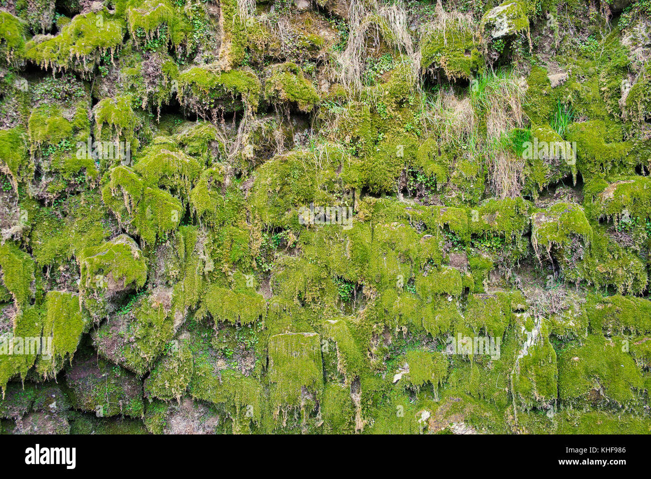 Moss backgrounds hi-res stock photography and images - Alamy
