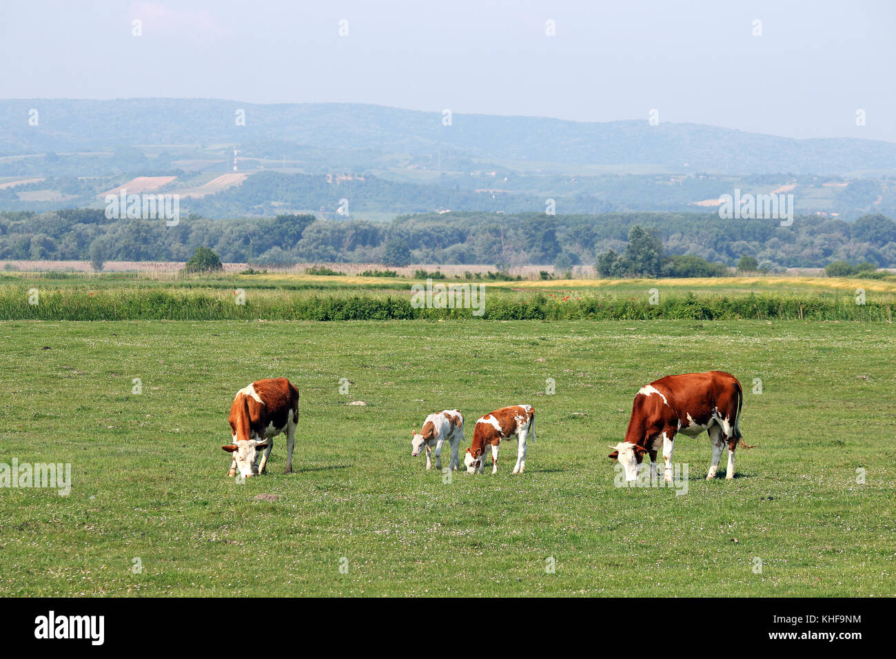 Calf cow on summer pasture hi-res stock photography and images - Alamy