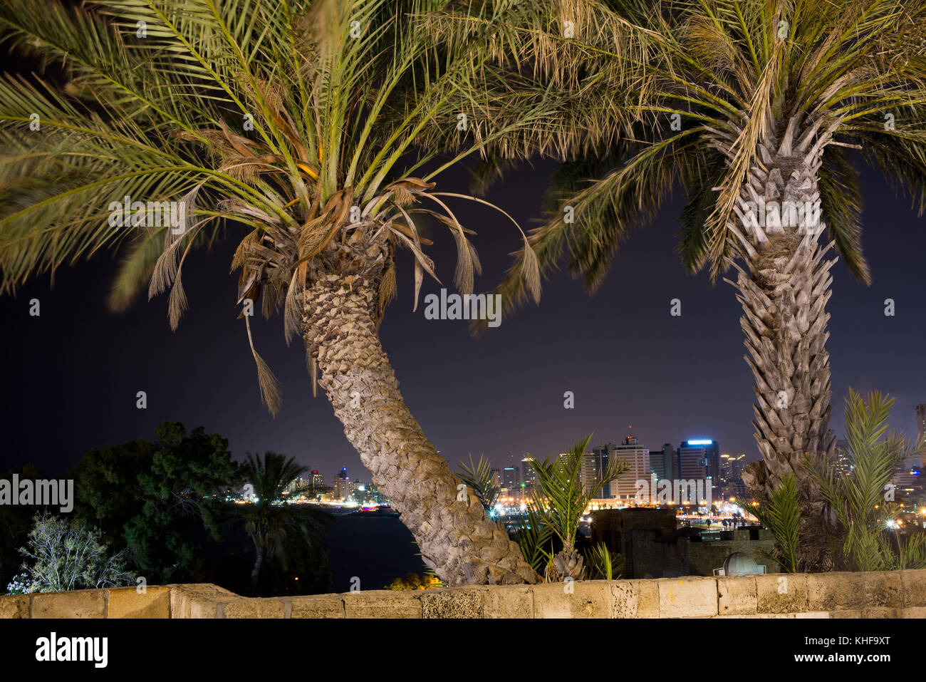 trees in Tel-Aviv Stock Photo - Alamy