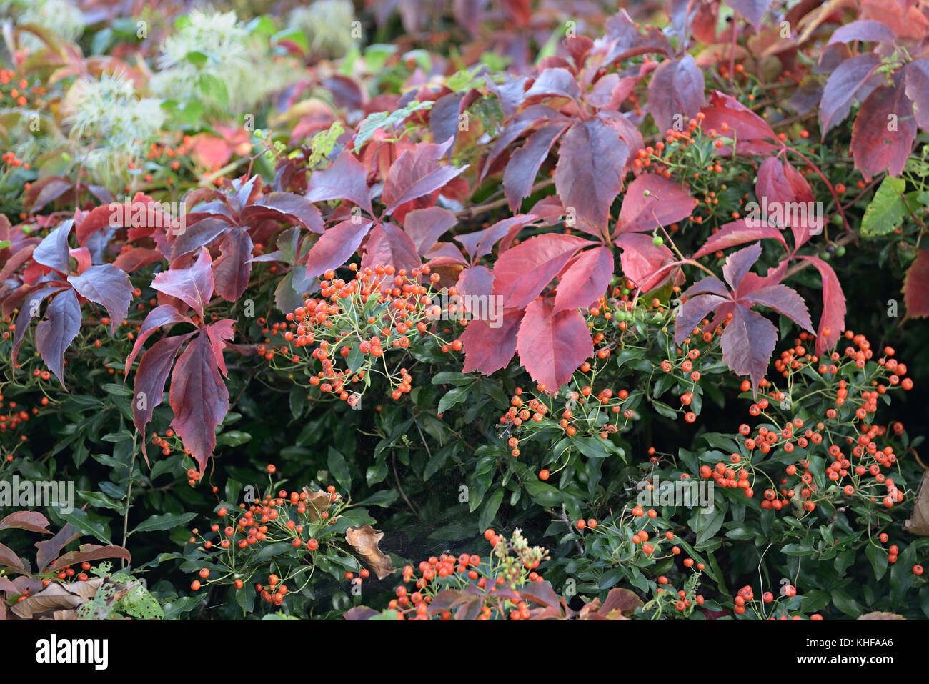 Red autumn berries and shrubs Stock Photo - Alamy