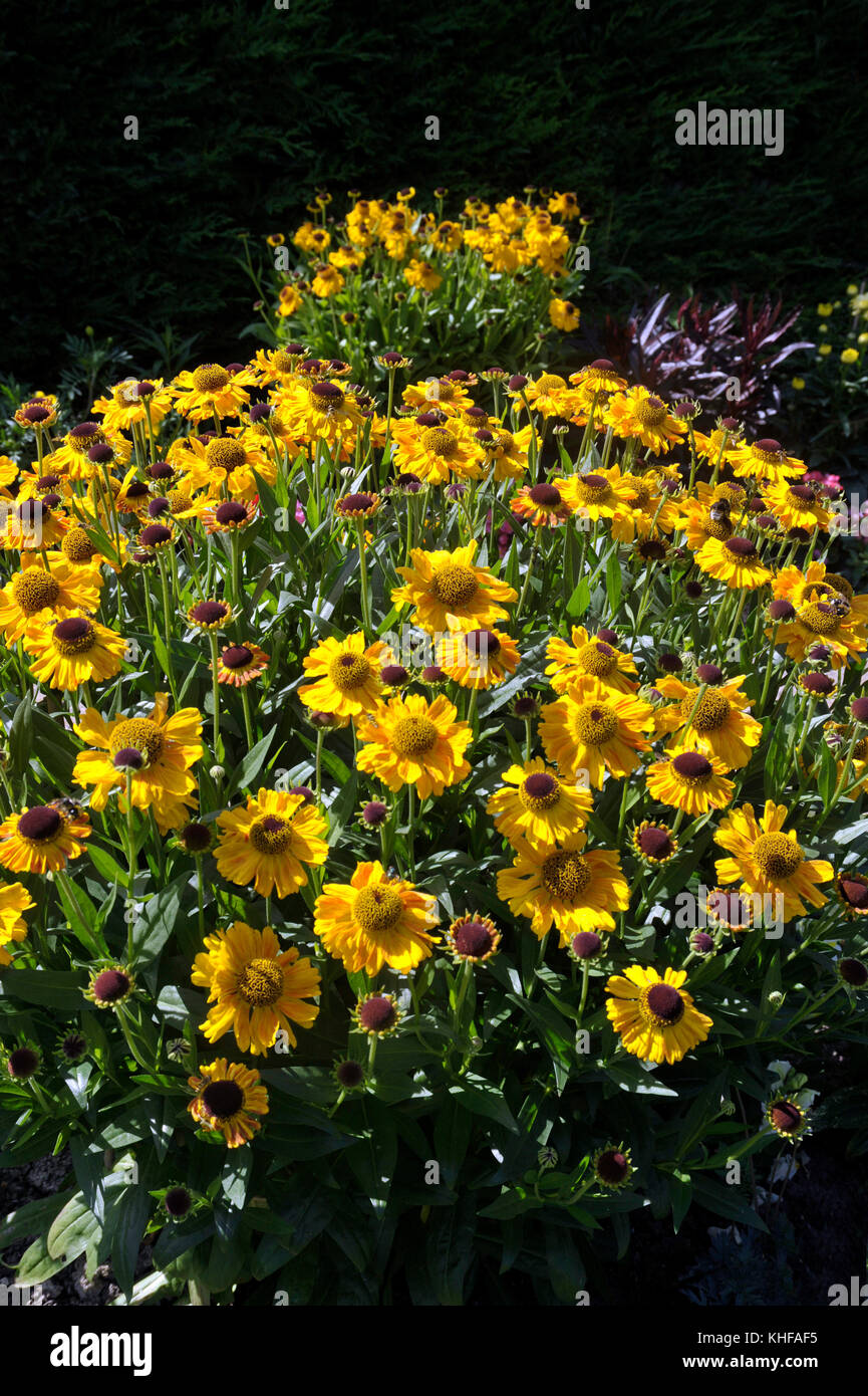 Yellow daisy like flowers Heliopsis Helianthoides,Tuscan Sun, false ...