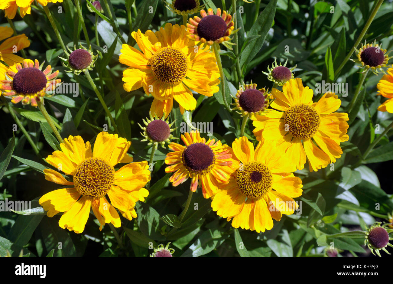 False sunflowers hi-res stock photography and images - Alamy
