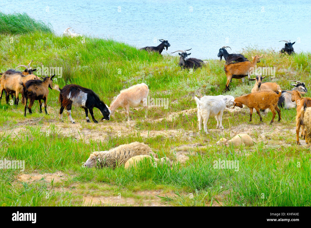 domestic goats grazing on pasture Stock Photo - Alamy