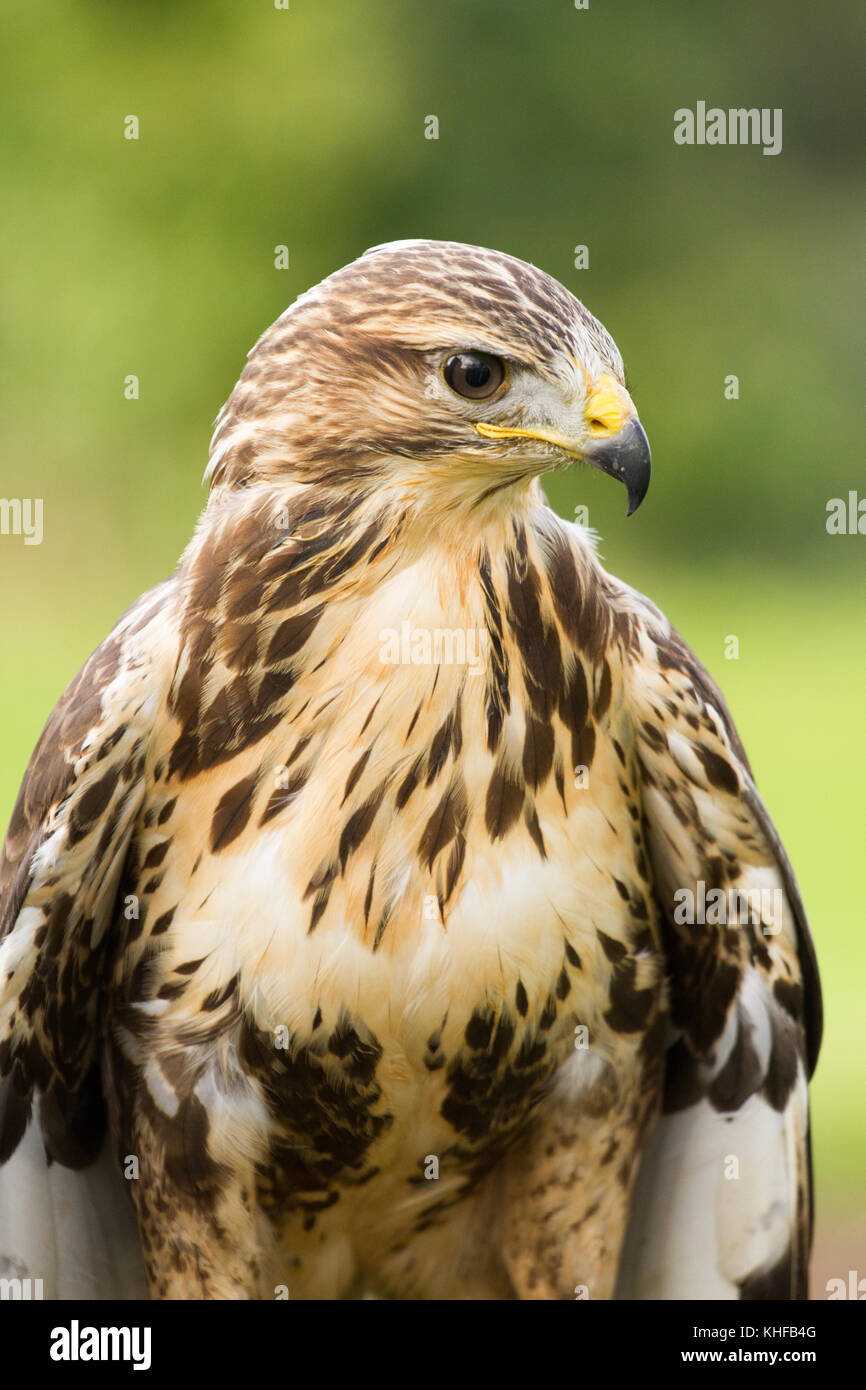 A Common Buzzard at a UK bird sanctuary Stock Photo - Alamy