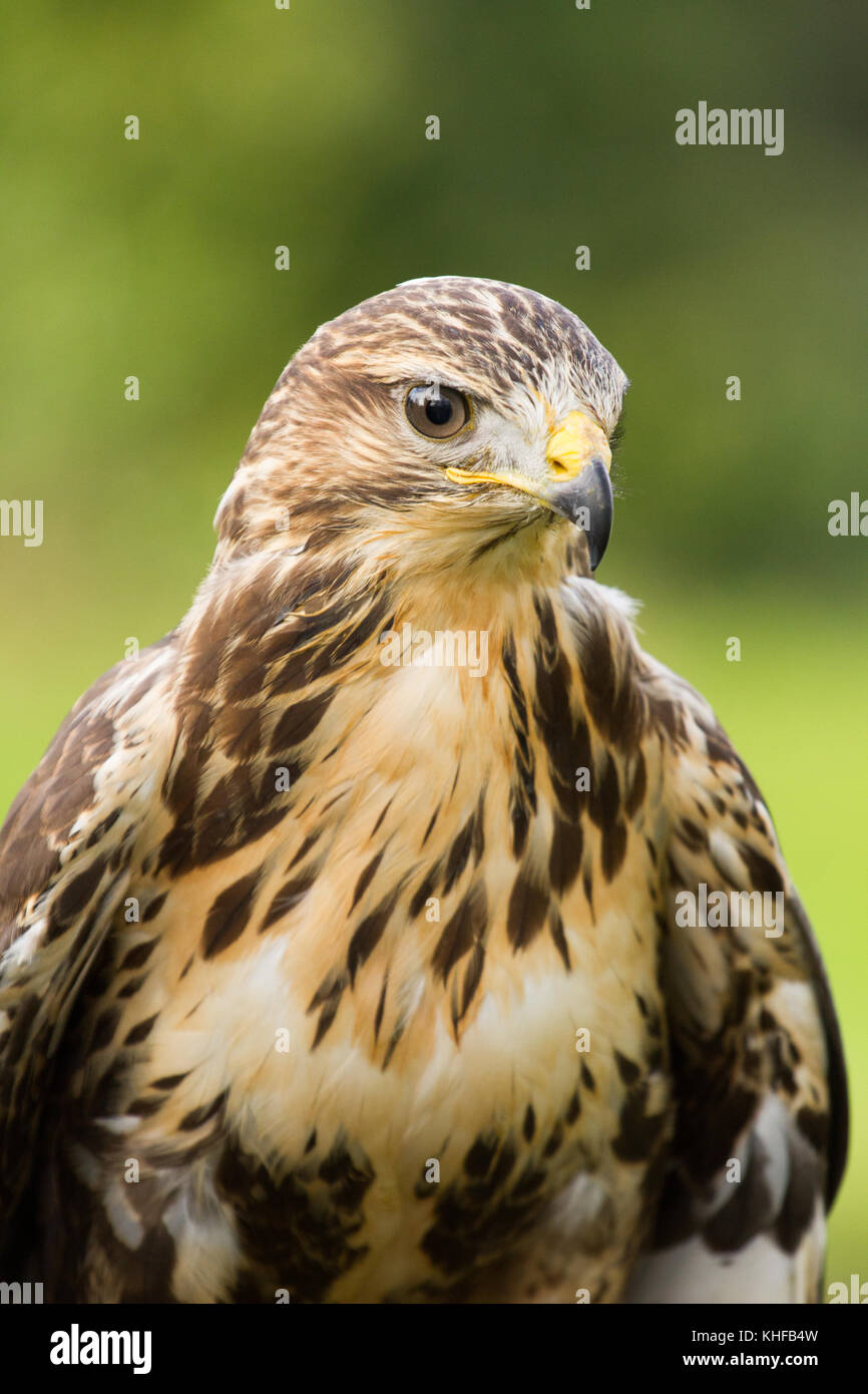 A Common Buzzard at a UK bird sanctuary Stock Photo - Alamy