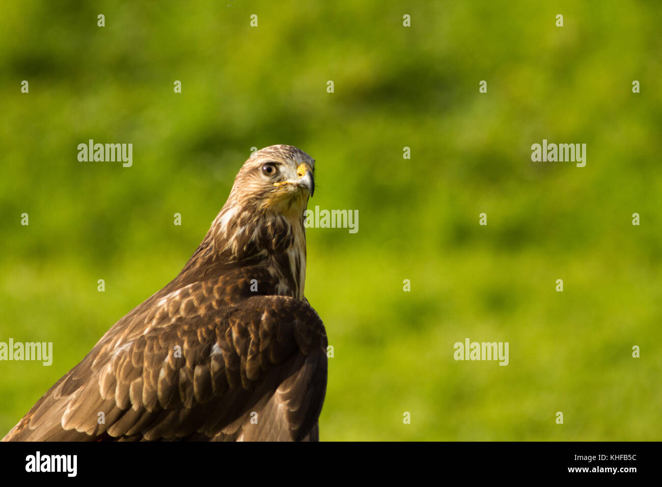 A Common Buzzard at a UK bird sanctuary Stock Photo - Alamy