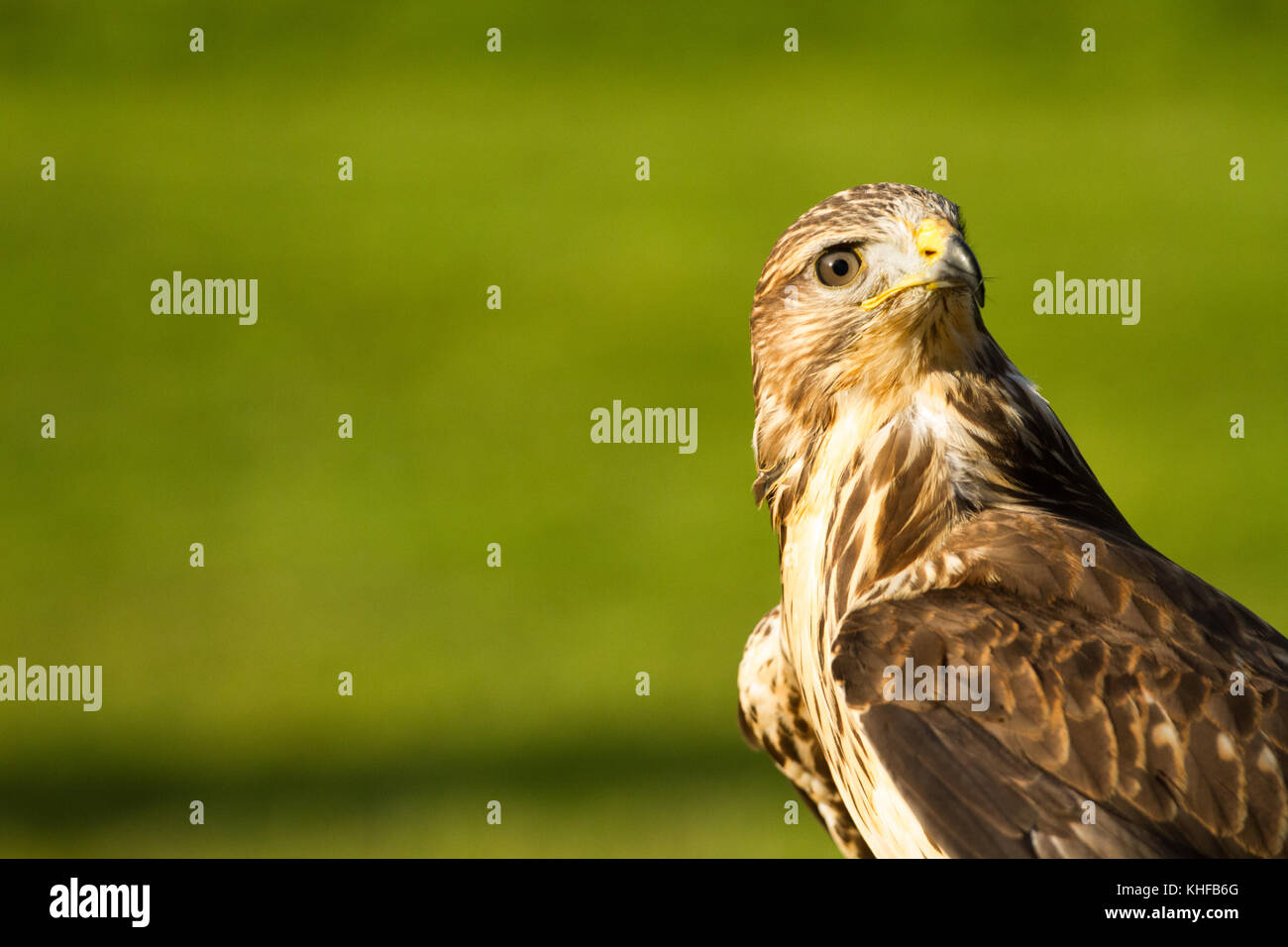 A Common Buzzard at a UK bird sanctuary Stock Photo - Alamy