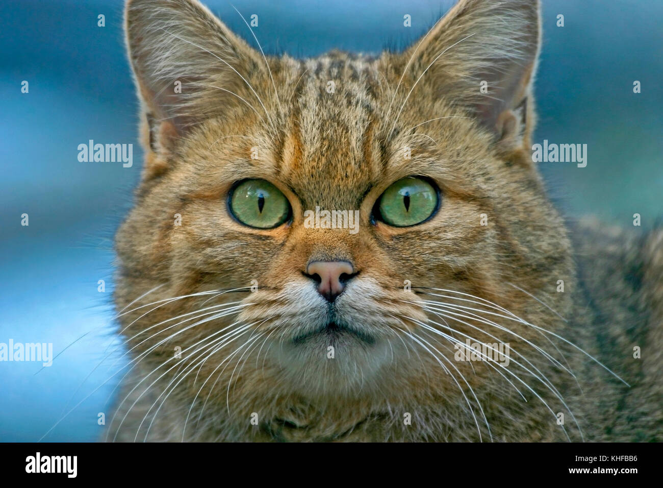 Close up Head shot of European Wildcat starring into camera Stock Photo ...