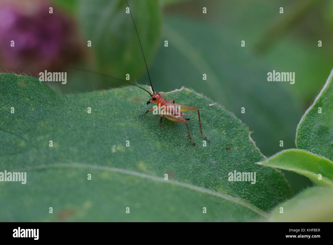 Close-up cricket on green leaf, Small red cricket, Red cricket macro ...