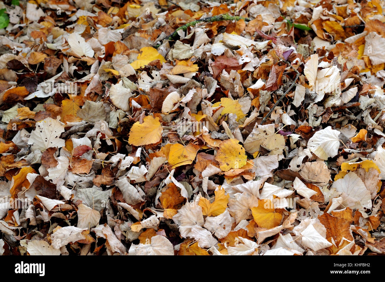 heap of fallen leaves in autumn Stock Photo - Alamy