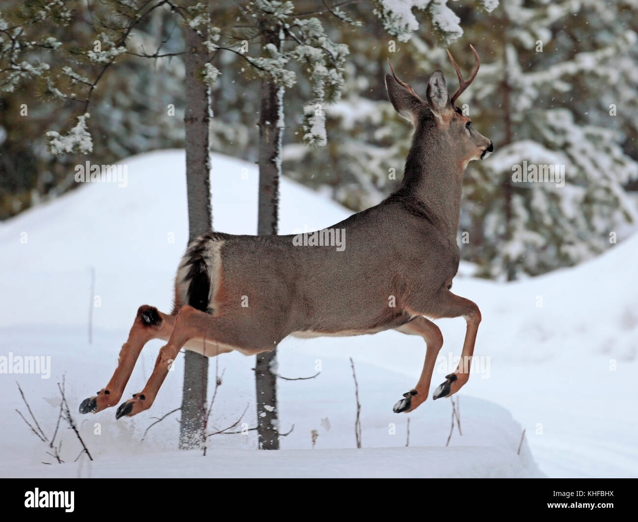 Mule Deer Buck on the flight, leaping over snow wall Stock Photo - Alamy