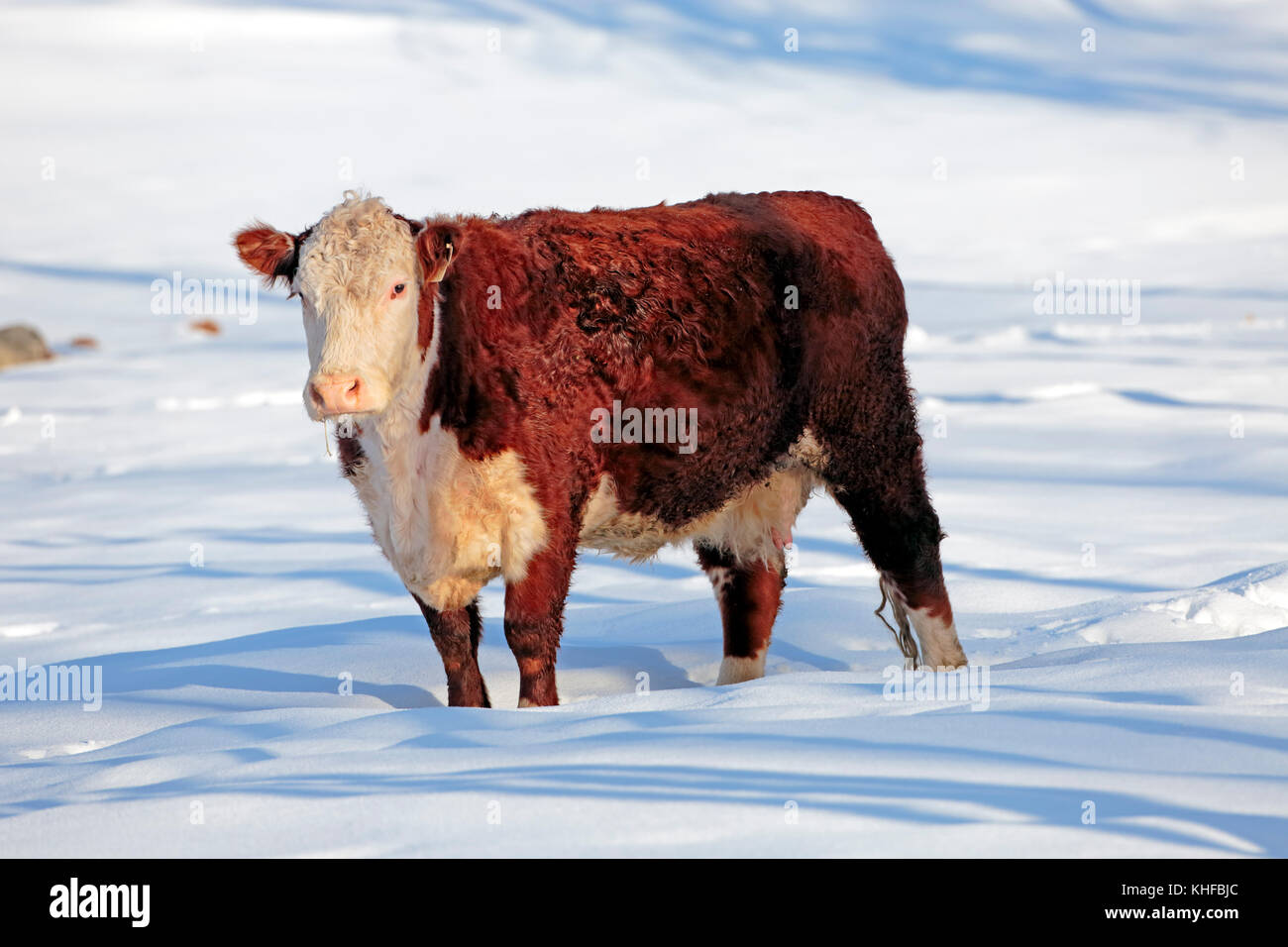 Angus Hereford Cow standing in snow at winter pasture, walking home ...