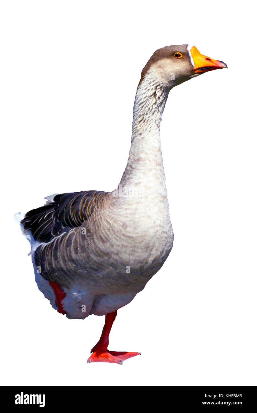 Watching goose Cut Out Stock Images & Pictures - Alamy