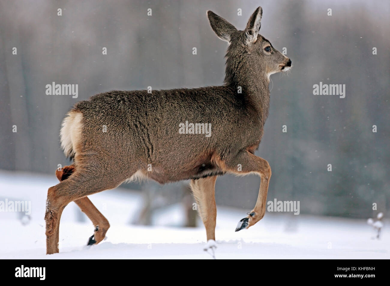 Doe walking hi-res stock photography and images - Alamy