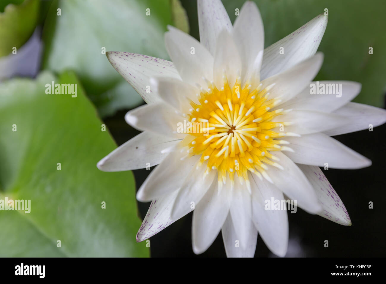 Close-up beautiful lotus flower, White lotus flower select focus blur ...