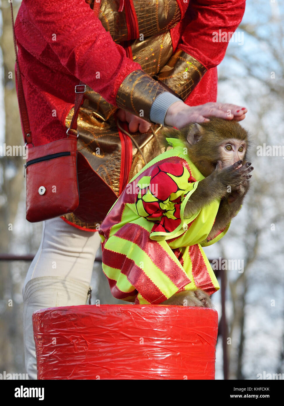 A trained monkey performs various stunts before the audience Stock ...