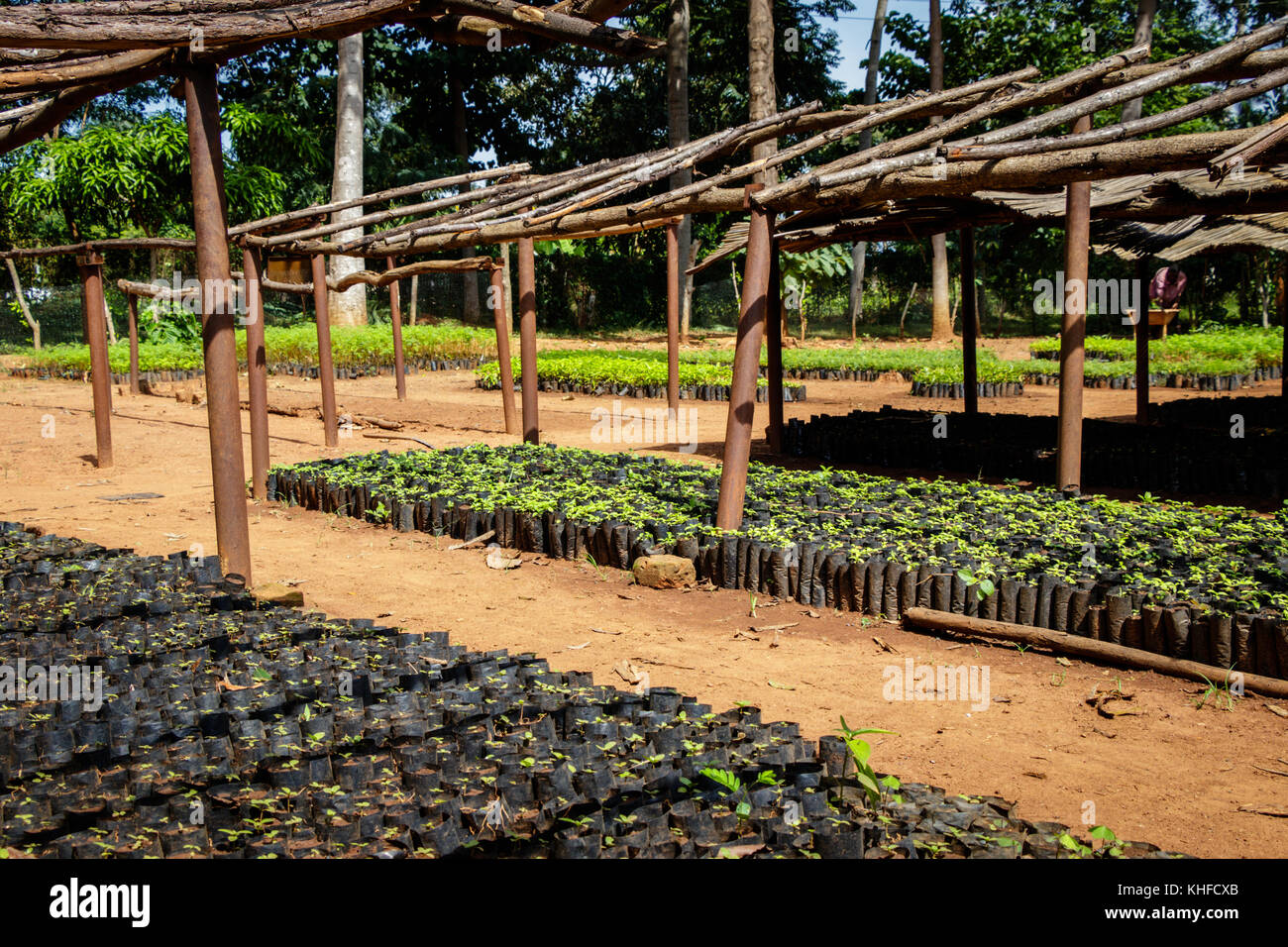 Tree planting Uganda, this is a plantation where many seedlings are ...