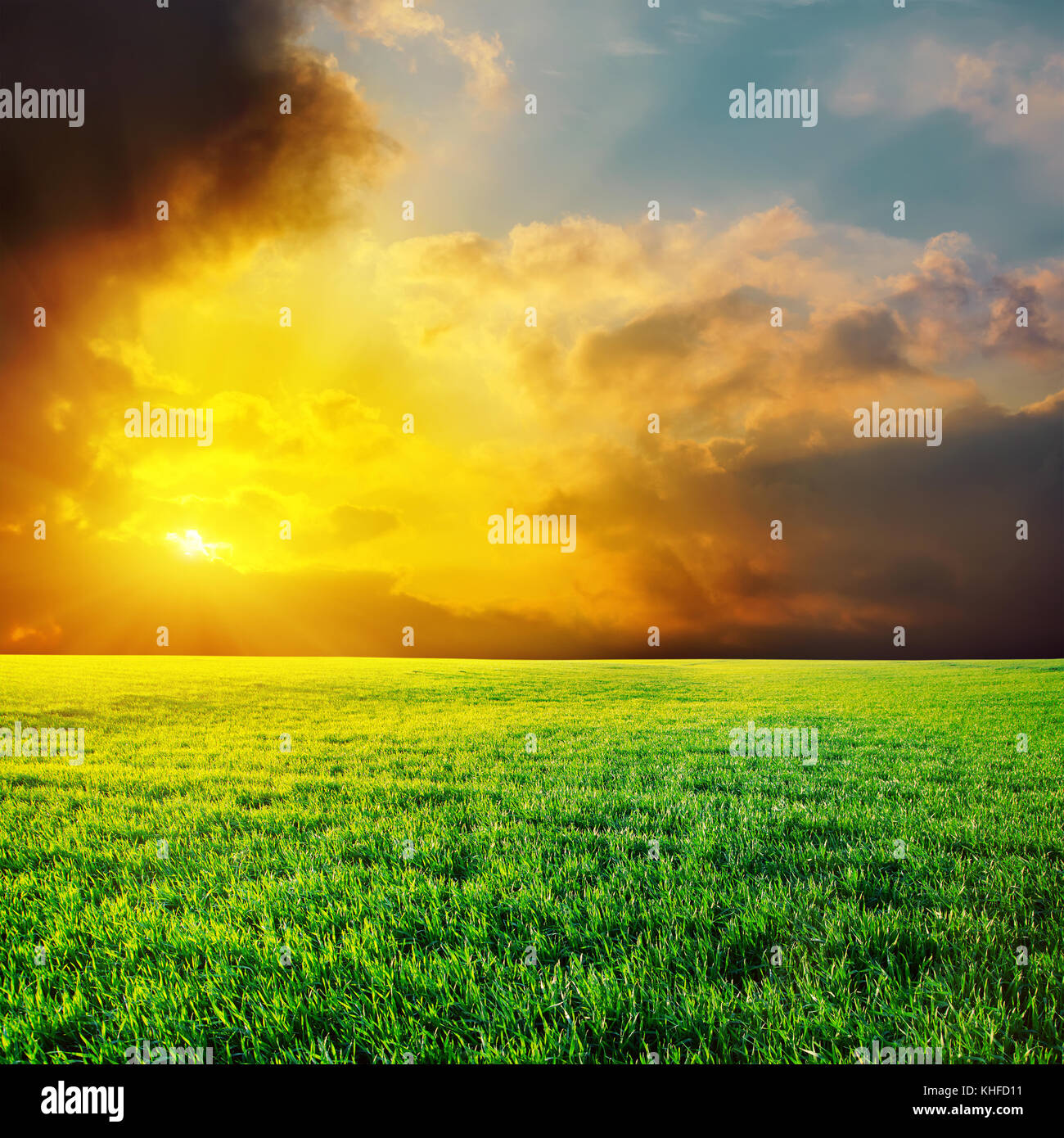 dramatic sunset over green grass field Stock Photo - Alamy