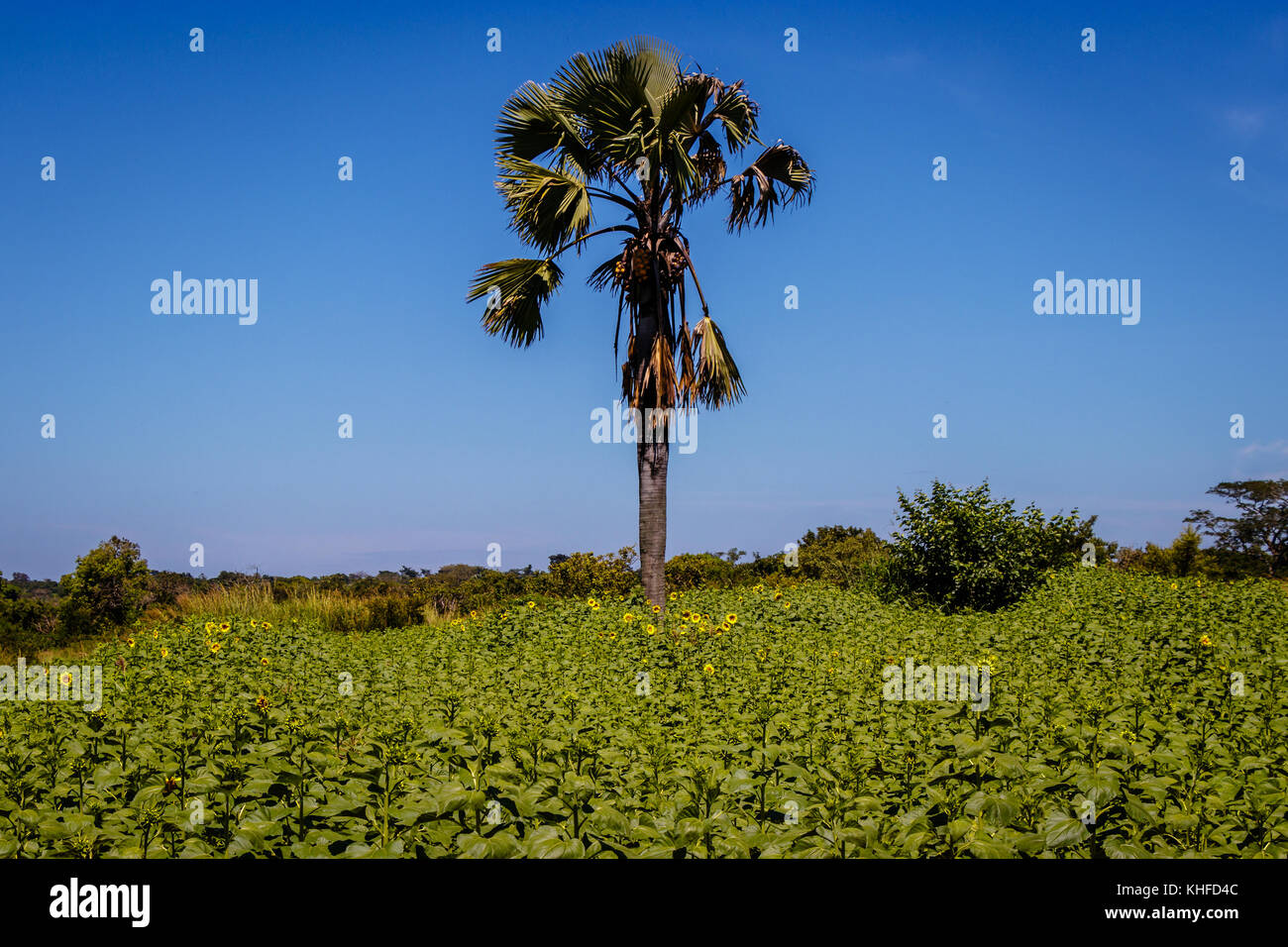 Kampala flowers hi-res stock photography and images - Alamy