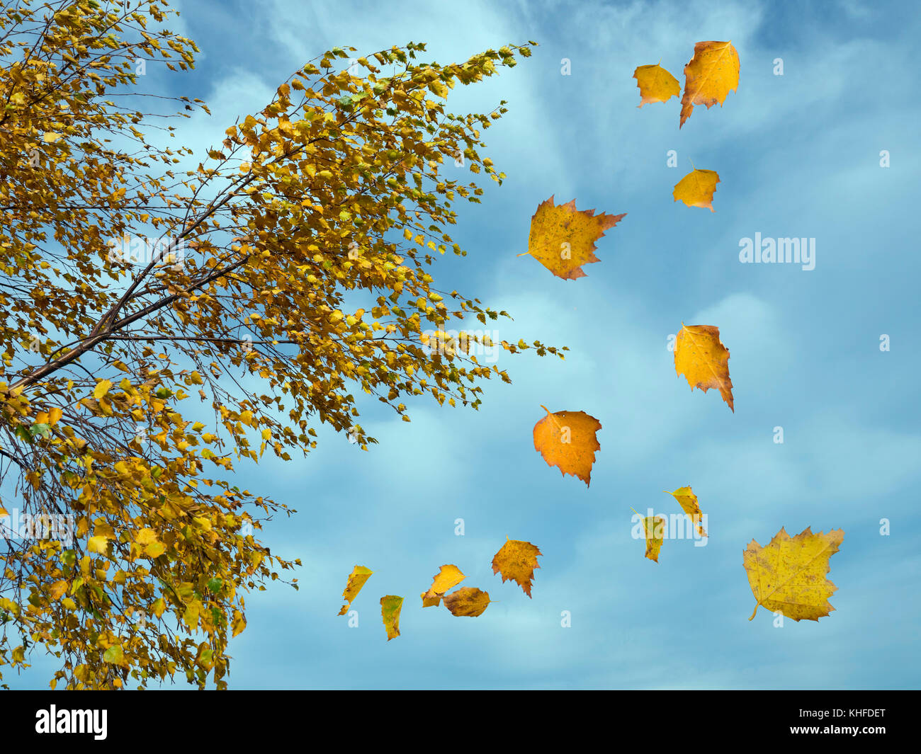 Silver Birch Tree In Autumn Shedding Leaves Stock Photo Alamy silver-birch-tree-in-autumn-shedding-leaves-stock-photo-alamy