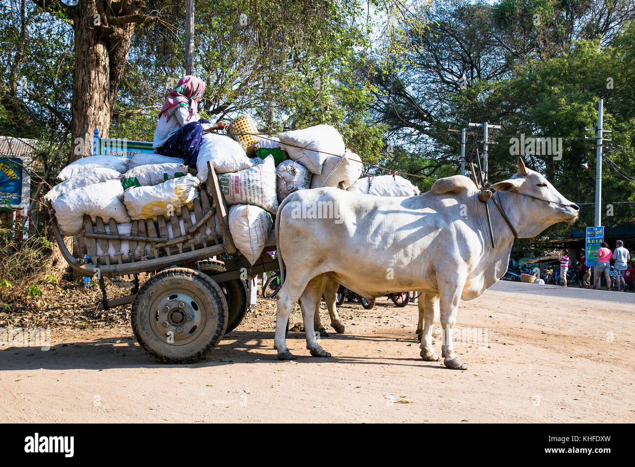 Woman riding bull hi-res stock photography and images - Alamy