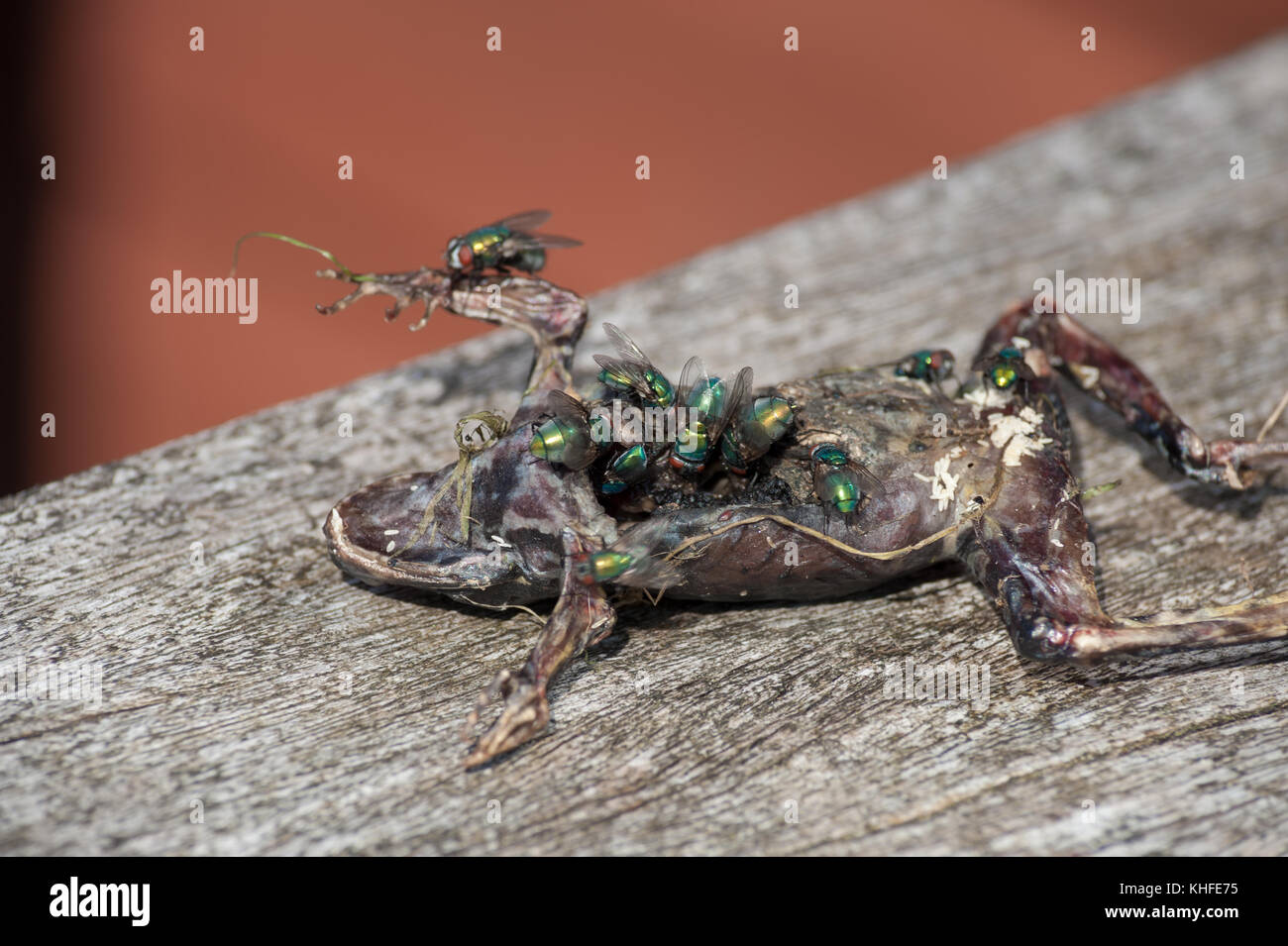 Blow flies, green bottle, congregating over a dead frog killed by a ...
